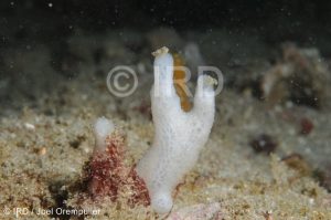 Siphonodictyon sp. (OTU QM0331) – Sponges of Polynesia