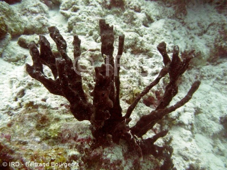 Amphimedon sp. (OTU QM2641) – Sponges of Polynesia