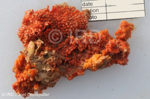 Axinella sp. (OTU QM0353) – Sponges of Polynesia