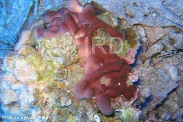 Chalinula sp. (OTU QM4223) – Sponges of Polynesia
