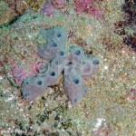 Photo gallery – Sponges of Polynesia