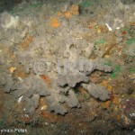 Photo gallery – Sponges of Polynesia