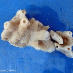 Photo gallery – Sponges of Polynesia