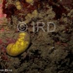 Photo gallery – Sponges of Polynesia