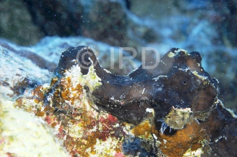 Haliclona (Haliclona) sp. (OTU QM0854) – Sponges of Polynesia