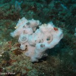 Photo gallery – Sponges of Polynesia