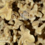 Photo gallery – Sponges of Polynesia