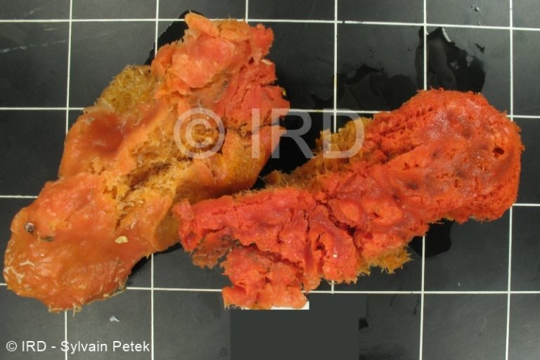 Mycale (Mycale) grandis – Sponges of Polynesia