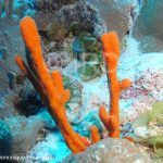 Photo gallery – Sponges of Polynesia