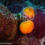 Photo gallery – Sponges of Polynesia