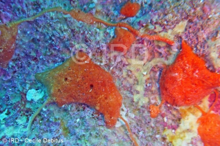 Stylissa sp. (4884) – Sponges of Polynesia