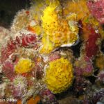 Photo gallery – Sponges of Polynesia