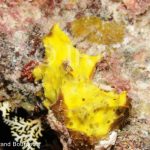 Photo gallery – Sponges of Polynesia